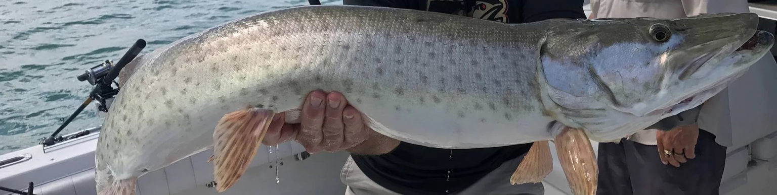 Raptor Lures – Run With The Best